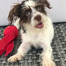 Papillon Puppies - Papillon Rescue and Adoption Near You