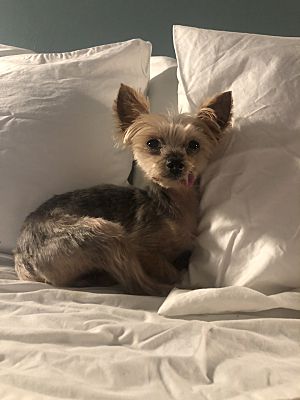 Windsor, VA - Yorkie, Yorkshire Terrier. Meet Sophia a Pet for Adoption ...