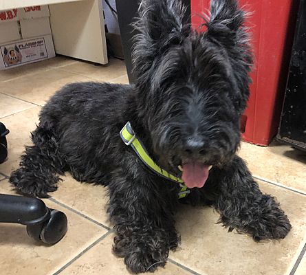 Oak Ridge, NJ - Scottie, Scottish Terrier. Meet Cappy a Pet for ...