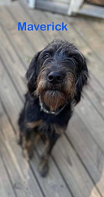 Mandeville, LA - Labradoodle. Meet MAVERICK a Pet for Adoption ...