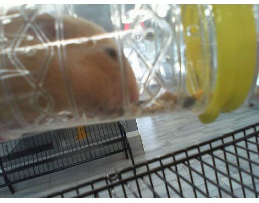 Charlotte, NC - Hamster. Meet A1230288 a Pet for Adoption - AdoptaPet.com