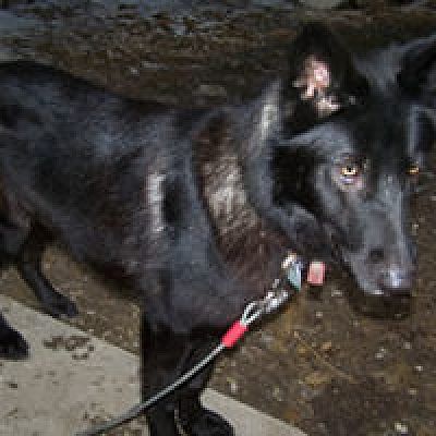 Liberty, MO - German Shepherd Dog/Mixed Breed (Medium). Meet Cherokee a ...