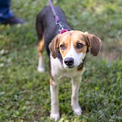 West Grove, PA - Beagle. Meet Bella a Pet for Adoption - AdoptaPet.com