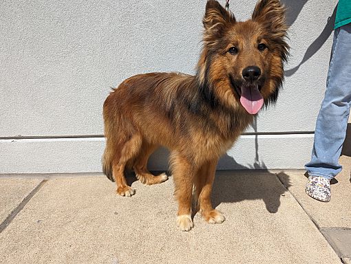 Ladson, SC - Sheltie, Shetland Sheepdog/Collie. Meet Rusty a Pet for ...