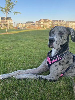 Denver, CO - Great Dane. Meet Ruby a Pet for Adoption - AdoptaPet.com