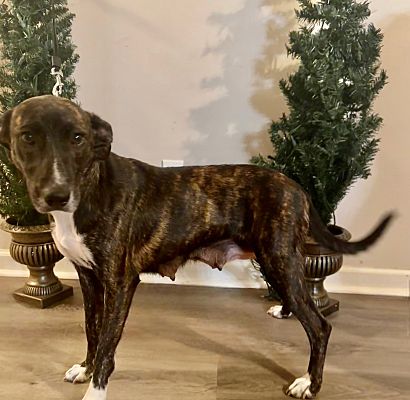 Luttrell, TN - Mountain Cur/Plott Hound. Meet Candy a Pet for Adoption ...