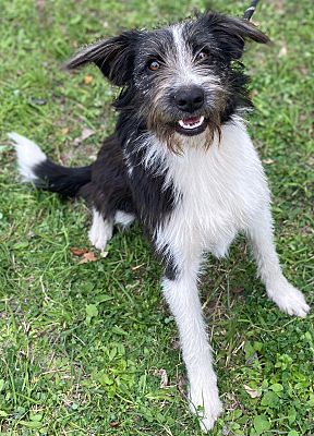 Freehold, NJ - Bearded Collie/Border Collie. Meet Nova a Pet for ...