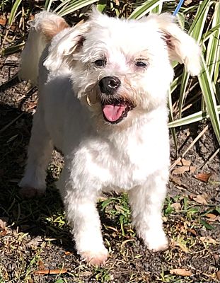 Orlando, FL - Maltese. Meet Sampras a Pet for Adoption - AdoptaPet.com