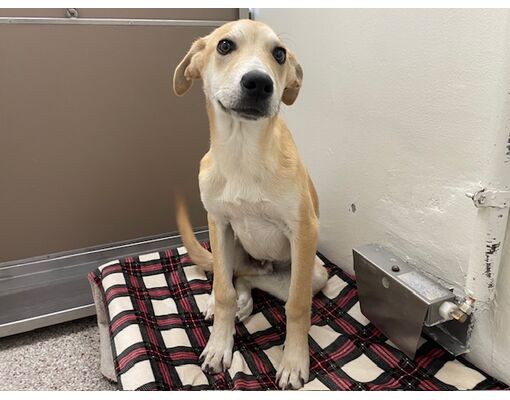 Tucson, AZ - Labrador Retriever. Meet AXLE* a Pet for Adoption ...