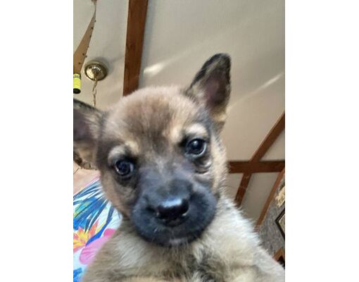 Kyle, SD - Alaskan Klee Kai/Mixed Breed (Medium). Meet Big Red a Pet ...