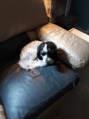 Rochester, NY - Cockapoo. Meet Spencer a Pet for Adoption - AdoptaPet.com