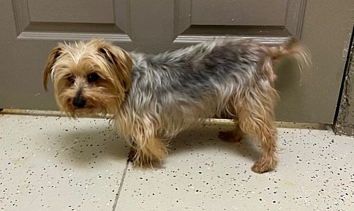 Blountville, TN - Yorkie, Yorkshire Terrier. Meet Angelica a Pet for ...