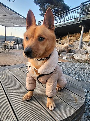 Bayside, NY - Corgi/Jindo. Meet Tobi a Pet for Adoption - AdoptaPet.com