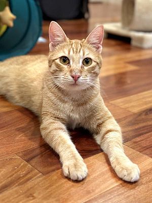 Sunnyvale, CA - Domestic Shorthair. Meet Scooter a Pet for Adoption ...