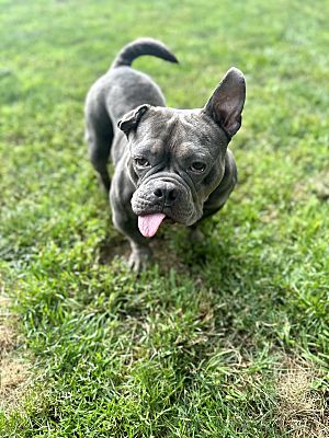 Montclair, NJ - Bulldog. Meet Georgie a Pet for Adoption - AdoptaPet.com