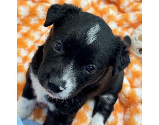 Kanab, UT - Border Collie/Mixed Breed (Medium). Meet Grissom a Pet for ...
