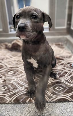 Silverdale, WA - Pit Bull Terrier. Meet Winnie a Pet for Adoption ...
