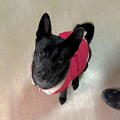 Los Angeles, CA - Schipperke/Miniature Pinscher. Meet Tani(A) a Pet for ...