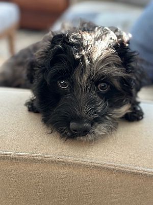 Memphis, TN - Cockapoo. Meet Milo a Pet for Adoption - AdoptaPet.com