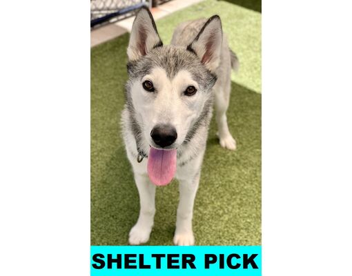 Eugene, OR - Alaskan Klee Kai/Mixed Breed (Medium). Meet Miles a Pet ...