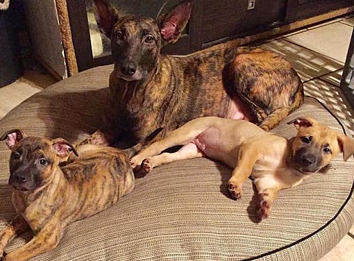 Tampa, FL - Dutch Shepherd. Meet Duchess a Pet for Adoption - AdoptaPet.com