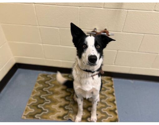 Denver, CO - Border Collie. Meet DOMINO a Pet for Adoption - AdoptaPet.com