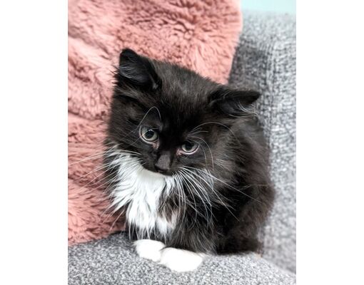 Washington, DC - Domestic Shorthair/Mixed Breed (Medium). Meet ...