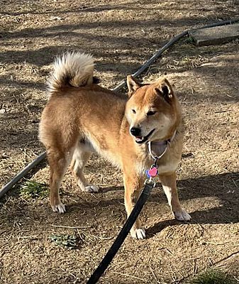 Downer's Grove (office), IL - Shiba Inu. Meet Kyro a Pet for Adoption ...