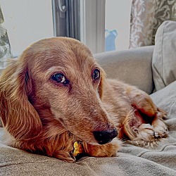 Bristol, CT - Dachshund. Meet Roxie a Pet for Adoption - AdoptaPet.com