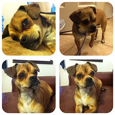 San Diego, CA - Pug/Chihuahua. Meet JOSIE, Pugchi! a Pet for Adoption ...