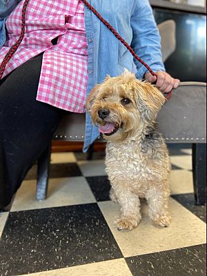 Chicago, IL - Yorkie, Yorkshire Terrier/Poodle (Miniature). Meet Marco ...