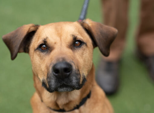 West Chester, PA - Black Mouth Cur. Meet Beau a Pet for Adoption ...
