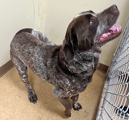 SAINT AUGUSTINE, FL, FL - German Shorthaired Pointer. Meet Jacoby a Pet ...