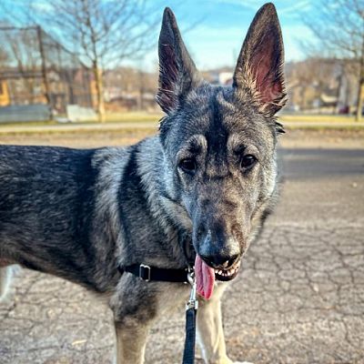 Pittsburgh, PA - German Shepherd Dog. Meet Grace a Pet for Adoption ...