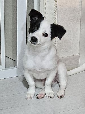 Bellevue, WA - Jack Russell Terrier/Jindo. Meet Haru a Pet for Adoption ...