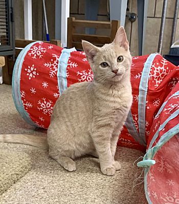 McCormick, SC - Domestic Shorthair. Meet Opal a Pet for Adoption ...