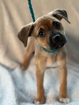 Taylors, SC - Boxer/German Shepherd Dog. Meet Tara a Pet for Adoption ...