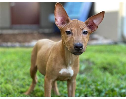 St. Cloud, FL - Basenji/Rhodesian Ridgeback. Meet TINKER a Pet for ...