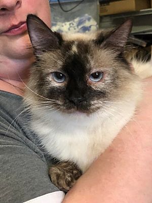 Acworth, GA - Ragdoll. Meet Brie a Pet for Adoption - AdoptaPet.com