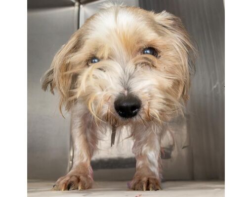 Maryland Heights, MO - Yorkie, Yorkshire Terrier. Meet PIMENTO a Pet ...