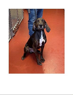 Westminster, MD - Plott Hound. Meet Aspen a Pet for Adoption - AdoptaPet.com