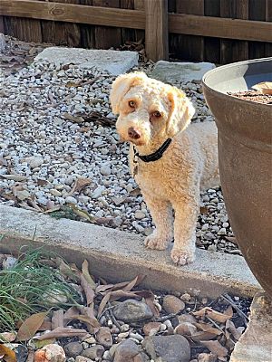 San Antonio, TX - Poodle (Miniature)/Labrador Retriever. Meet Winston a ...