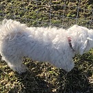 Maltere Puppies - Maltese Rescue and Adoption Near You