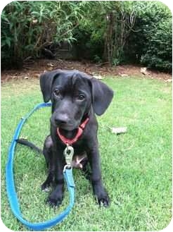 Big Canoe, GA - Labrador Retriever. Meet Perry a Pet for Adoption.