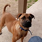 Pug Puppies - Pug Rescue and Adoption Near You