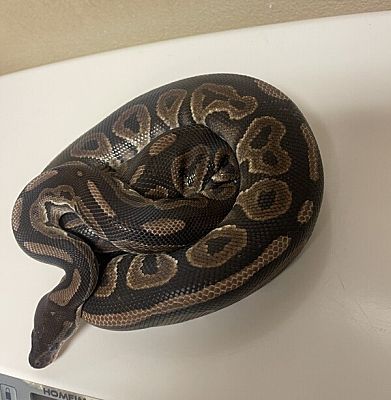 Oceanside, CA - Snake. Meet Harley a Pet for Adoption - AdoptaPet.com