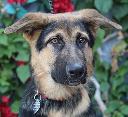 Los Angeles, CA - German Shepherd Dog. Meet Danilo von Daun a Pet for ...