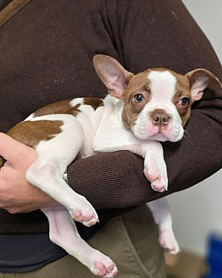 Novato, CA - Boston Terrier. Meet Rose a Pet for Adoption - AdoptaPet.com