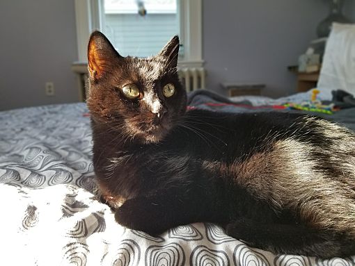 Worcester, MA - Domestic Shorthair. Meet Lola a Pet for Adoption ...