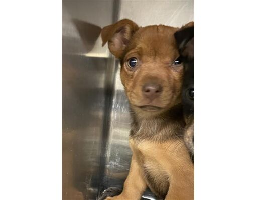Waco, TX - Miniature Pinscher. Meet CINNAMON a Pet for Adoption ...